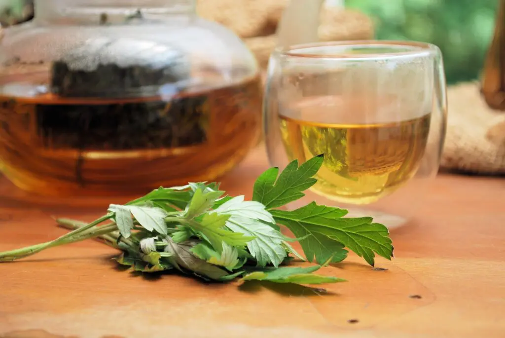 The Queen of Japanese Herbs: Organic Yomogi Tea